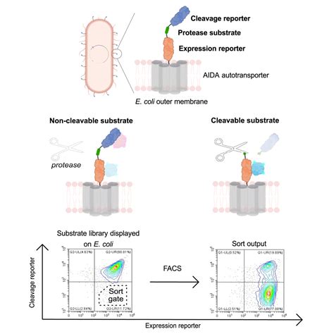 Engineering High Efficiency Matriptase Substrates Using E Coli Display