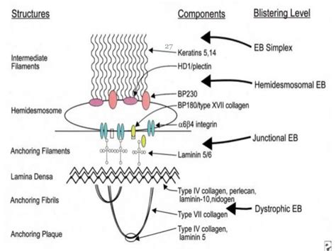 Dermo Epidermal Junction