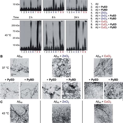 Maldi Tof Mass Spectrum Of Pmma B Download Scientific Diagram
