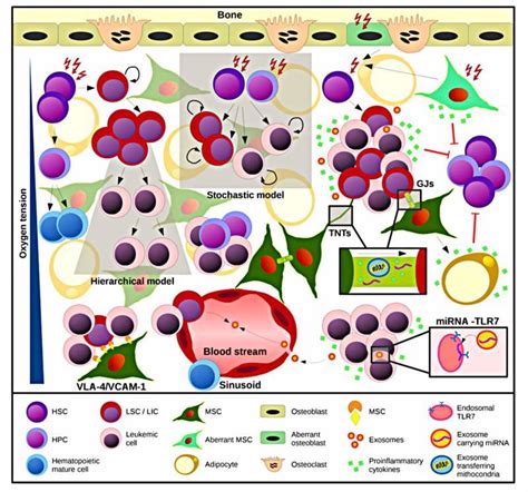 Schematic Representation Of Leukemic Bone Marrow Complexity