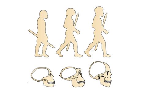 17 Initial Increase In Brain Size • Becoming Human