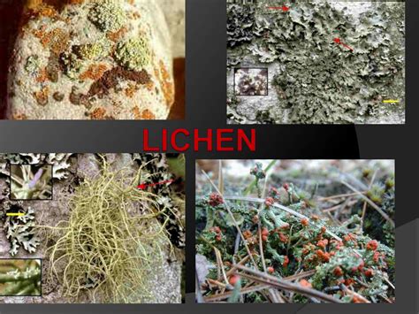Solution Lichen Structure Final Studypool