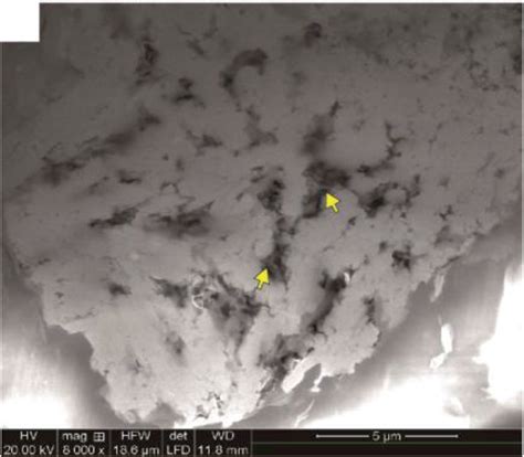 Sem Observation Reflecting The Pore System Of Es3 Shale A 4641 M