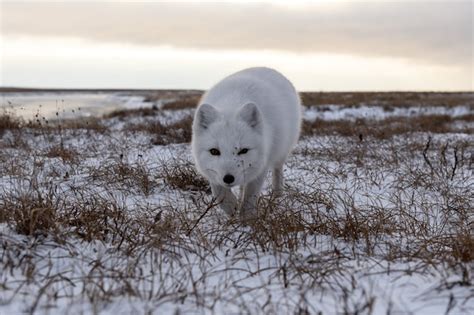 Arctic Fox In Winter Time In Siberian Tundra Premium Photo