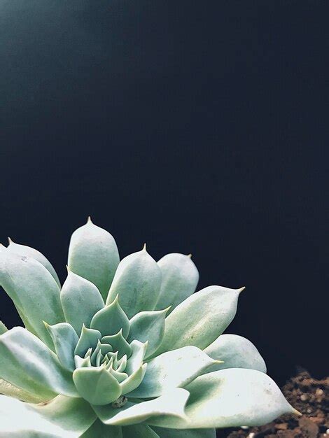 Premium Photo Succulent In Light