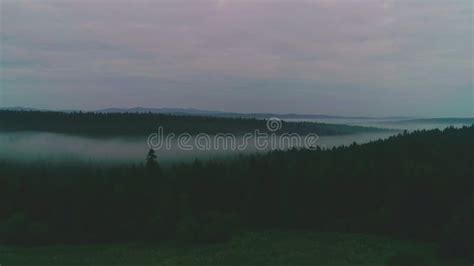 Dark Mysterious Burned Forest Landscape Ash Covered Forest After Fire