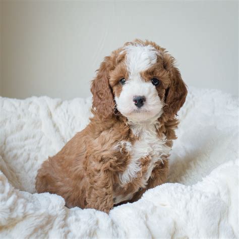 Cavapoochon Faqs What Makes Me A Great Pet — Bluebell Pup