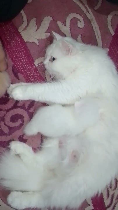 حنان الام Youtube