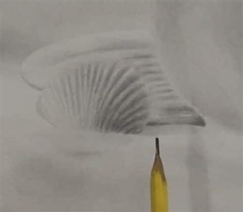 How To Draw Seashells Online Art Lessons