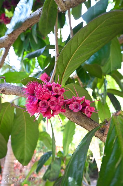 Syzygium Megacarpa Giant Lau Lau Tree