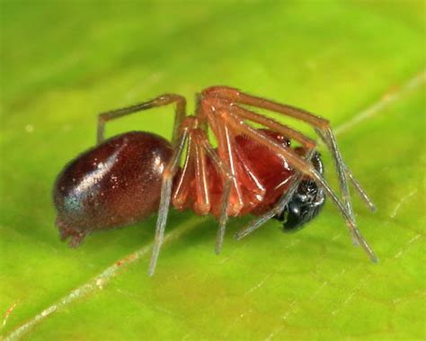 Spider Emblyna Sublata Bugguide Net
