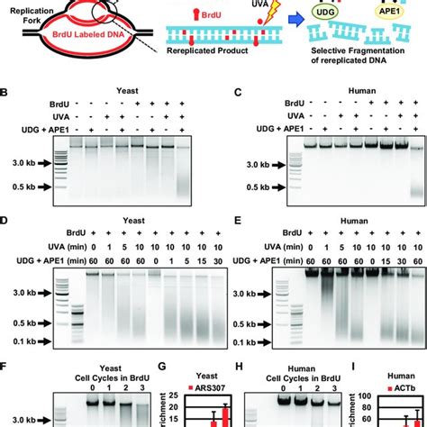 Reversible Terminator Chemistry Applied By The Illumina Ga Sequencing