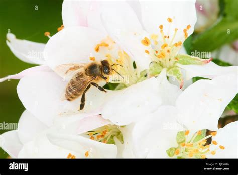 Pollinisation Des Pommiers Par Les Abeilles Abeille Collectant Le Pollen Et Le Nectar Dune