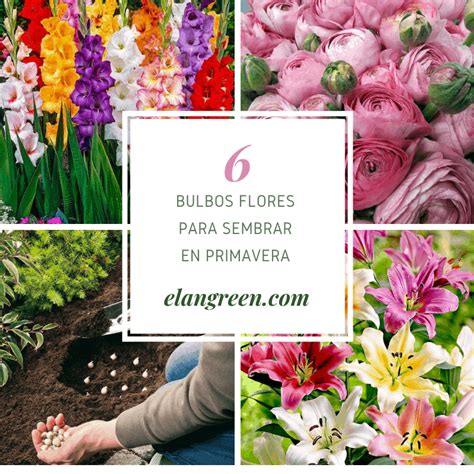 Que Flores Puedo Sembrar En Agosto Plantas