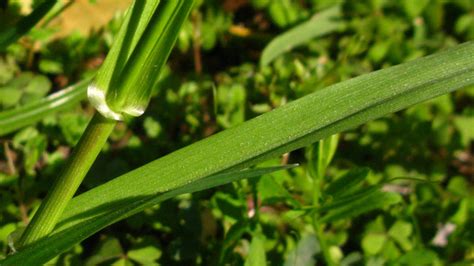 稗子图片素材 稗子设计素材 稗子摄影作品 稗子源文件下载 稗子图片素材下载 稗子背景素材 稗子模板下载 搜索中心