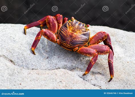 Rock Crab Typical Of Isla Tortuga Playa Caldera Venezuela Stock