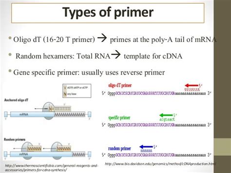 Primer Design Rules Design Talk