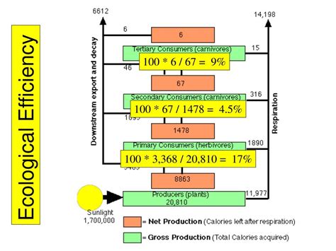 Ppt Ecosystem Ecology Powerpoint Presentation Free Download Id38204