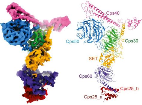 Cell背靠背丨解析h3k4甲基转移酶复合物compass的分子机制——陈勇解读 知乎