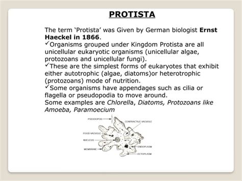 Kingdom Protista And Its Characteristicspptx
