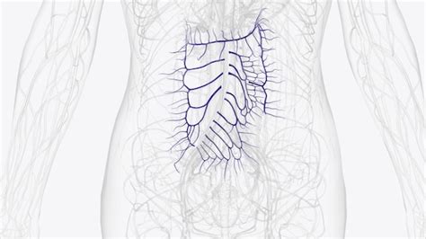 Page 40 Arterie Images Free Download On Freepik