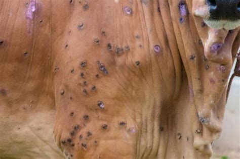 Industry Remains On High Alert Following First Reports Of Lumpy Skin
