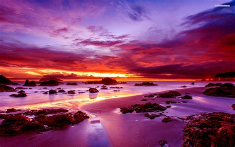 Purple Beach Wallpaper