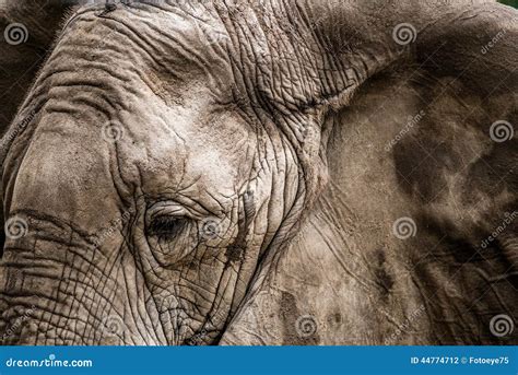 African Elephants Face