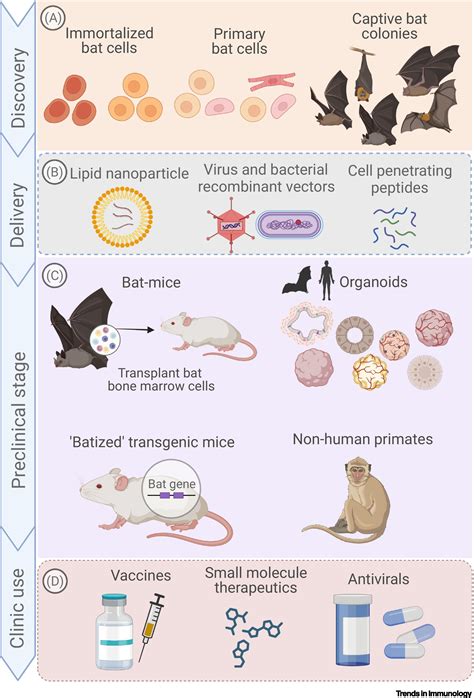 The Translational Potential Of Studying Bat Immunity Trends In Immunology