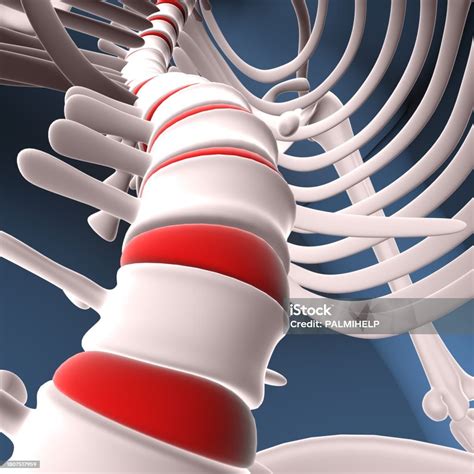 Human Skeleton Spine Scapula Pelvis And Backbone Vertebrae Anatomy 3d