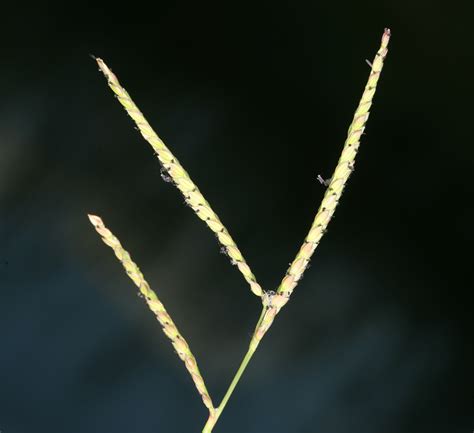 Knotgrass Photos Page 1