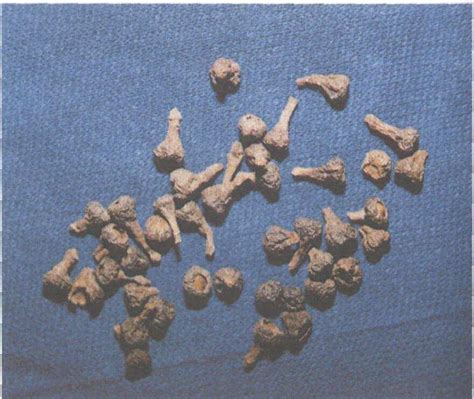 肉桂子 中药图典 医学