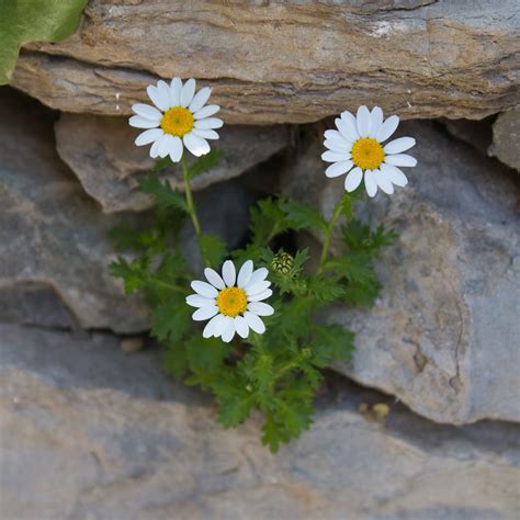 Ivančica Leucanthemum Vulgare Plantea