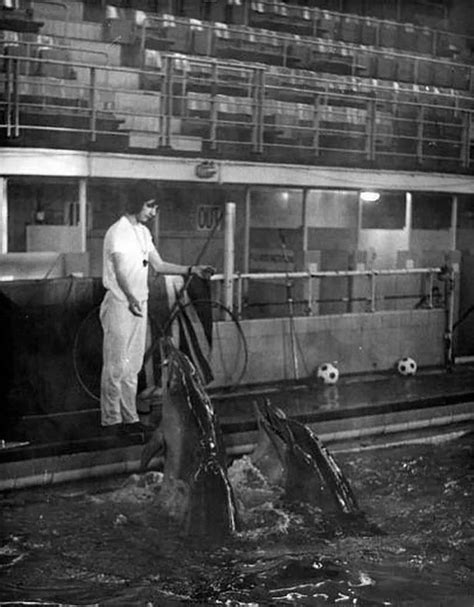 Lost Liverpool Swimming Baths Where You Could See Real Dolphins