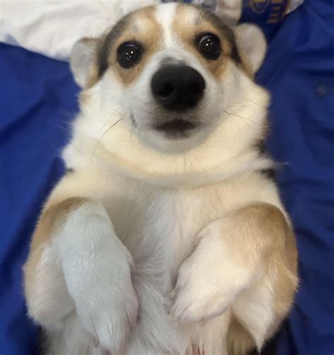 Belly Rub Formation Rcorgi