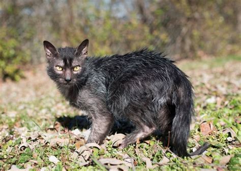 Lykoi Werewolf Cat Unique And Mysterious Werewolf Cat Breed
