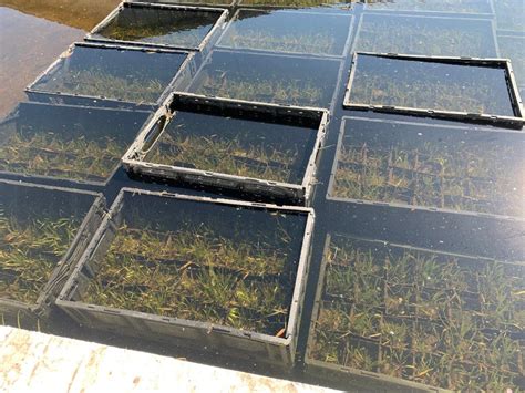 Farming Restoration Eelgrass Homosassa River Restoration Project