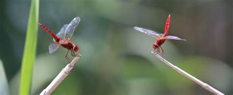 15 Red Dragonfly Meanings What Do They Symbolize Uniguide