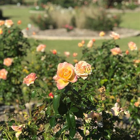 The Rose Gardens Of Farmers Branch All You Should Know Before Going