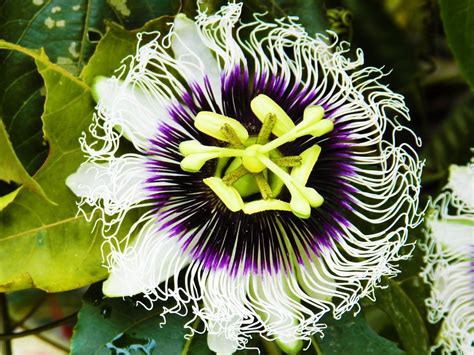 Purple Passion Fruit Vine