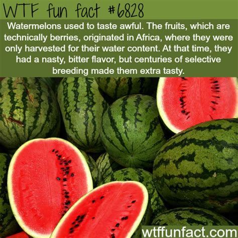 Watermelon Facts And Trivia At James Saavedra Blog