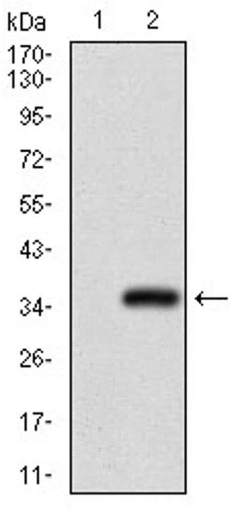 Invitrogen Gsc Monoclonal Antibody 4c5d5 100 μl Unconjugated
