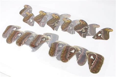 Laminated 8 Wings Of The Giant Atlas Moth Attacus Atlas A4 Glossy 15