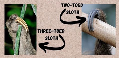 Do You Know The Difference Between Two And Three Toed Sloth Pod