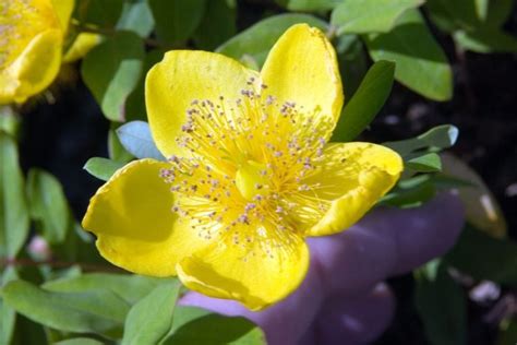 Hypericum × Moserianum Tricolor Como Plantar