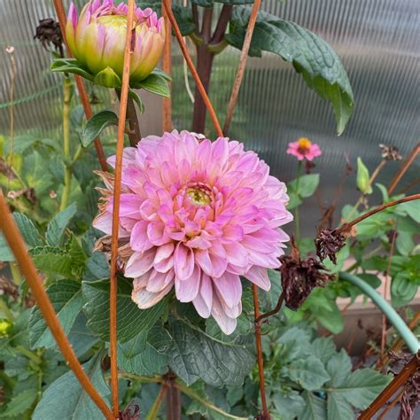 Beez Garden