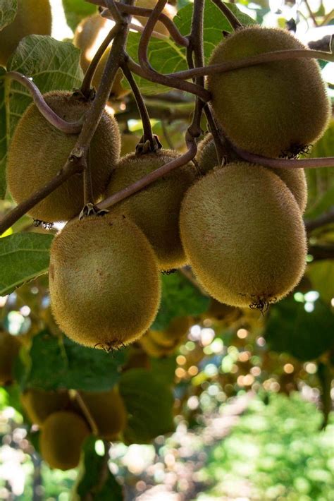 Kiwifruit Country Review Of Our Tour Of A New Zealand Kiwi Fruit Farm Kiwi Fruit Kiwi