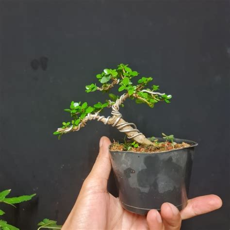 Bonsai Premna Bebuas Taiwan 壽娘子 Stok Training Shopee Malaysia