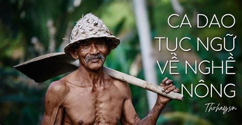 Ca Dao Về Cây Lúa Hạt Gạo Trồng Lúa Nước Hạt Cơm 54 Tục Ngữ