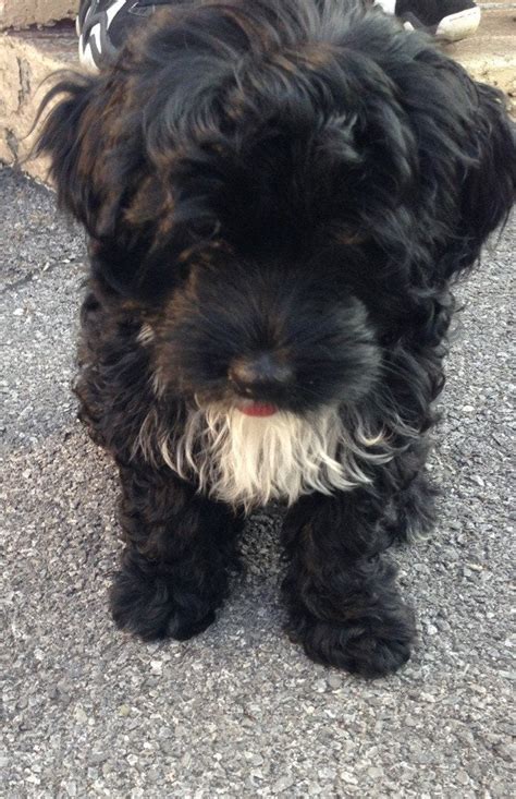 Silky Cocker Dog Breed Information All You Need To Know Dog Product